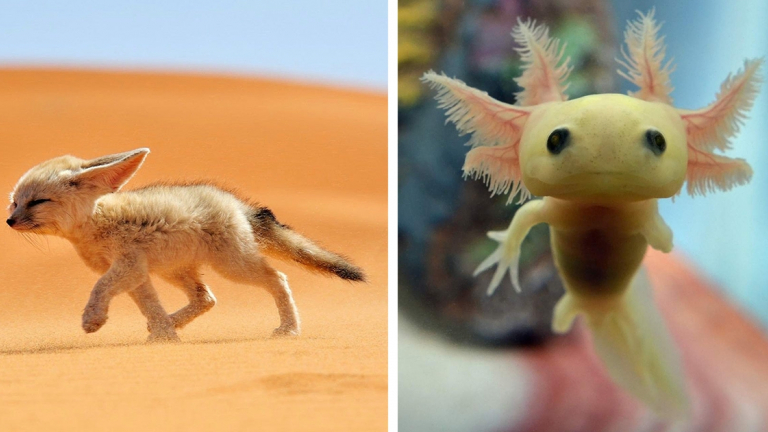 40 bébés animaux que vous ne connaissez pas encore