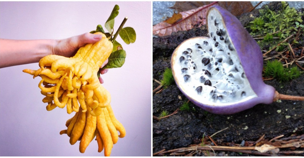 20 fruits exotiques rares à connaître si vous partez en exploration ...