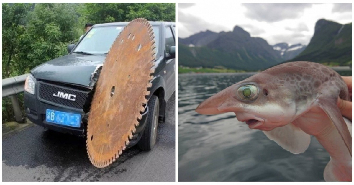 25 photos insolites mais pourtant bien réelles