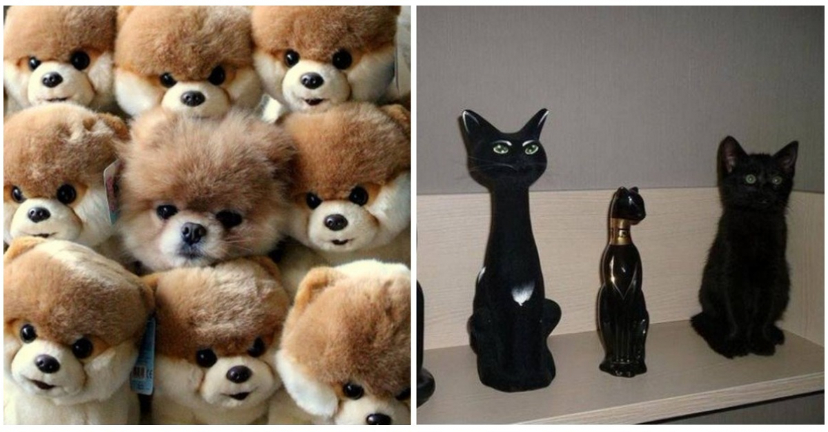 26 animaux qui gagneraient à coup sûr en jouant à cache-cache