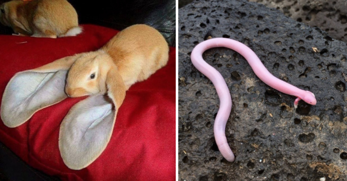 22 animaux rares avec des particularités uniques