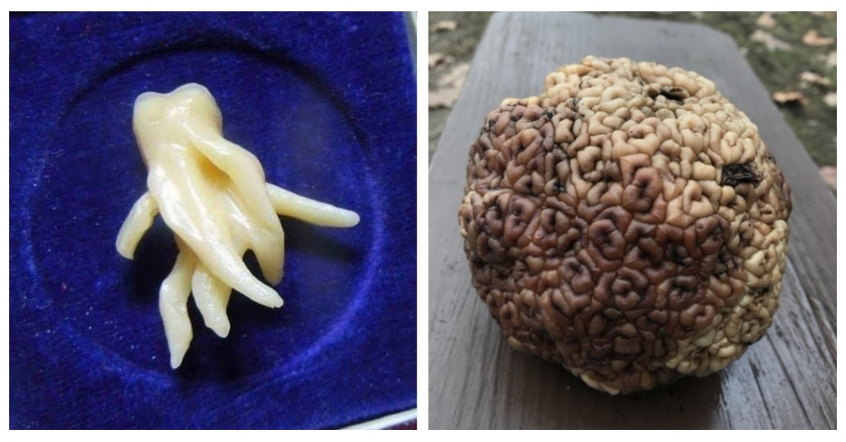 Ces 24 photos illustrent des faits ou des choses rares