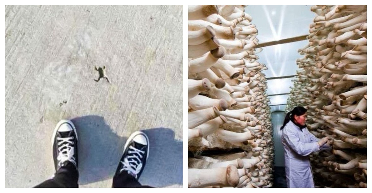 Ces 21 choses que l’on ne voit pas souvent