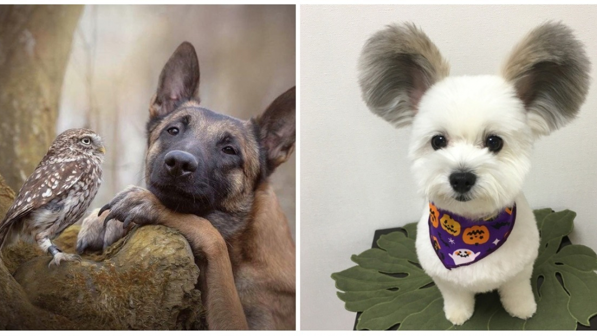 Ces 18 photos d'animaux trop mignons