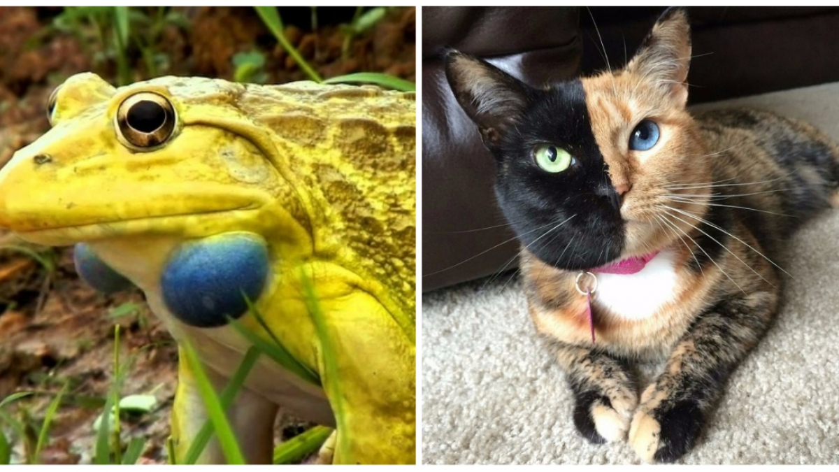 Ces 24 animaux à la couleur et aux caractéristiques particulières