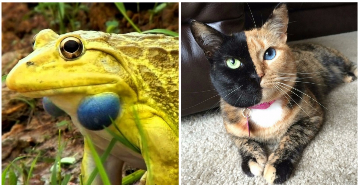 Ces 24 animaux à la couleur et aux caractéristiques particulières