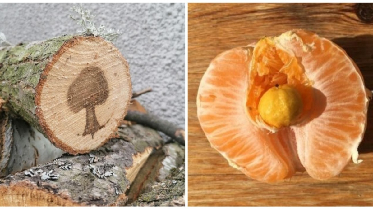 Ces 15 surprises comme seule la nature peut en faire