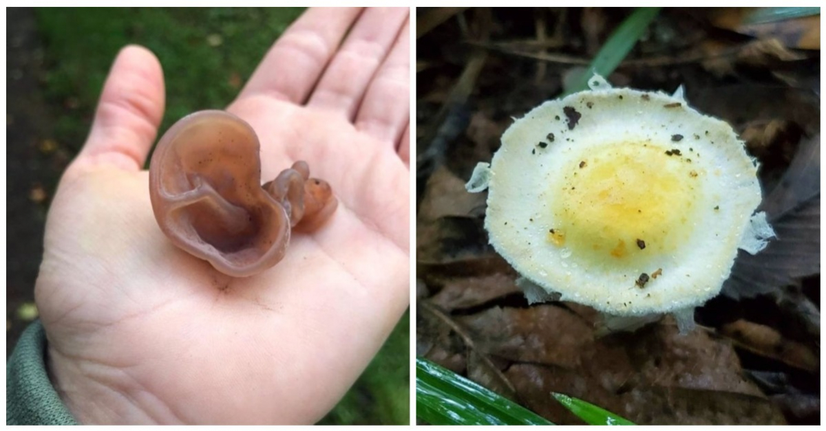 Ces 20 photos de champignons rares et fascinants