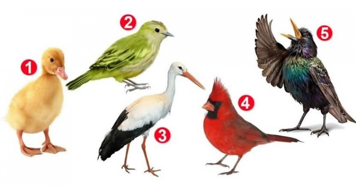 Test de personnalité : choisissez un oiseau pour connaître votre ... Test de personnalité : choisissez un oiseau pour connaître votre ...