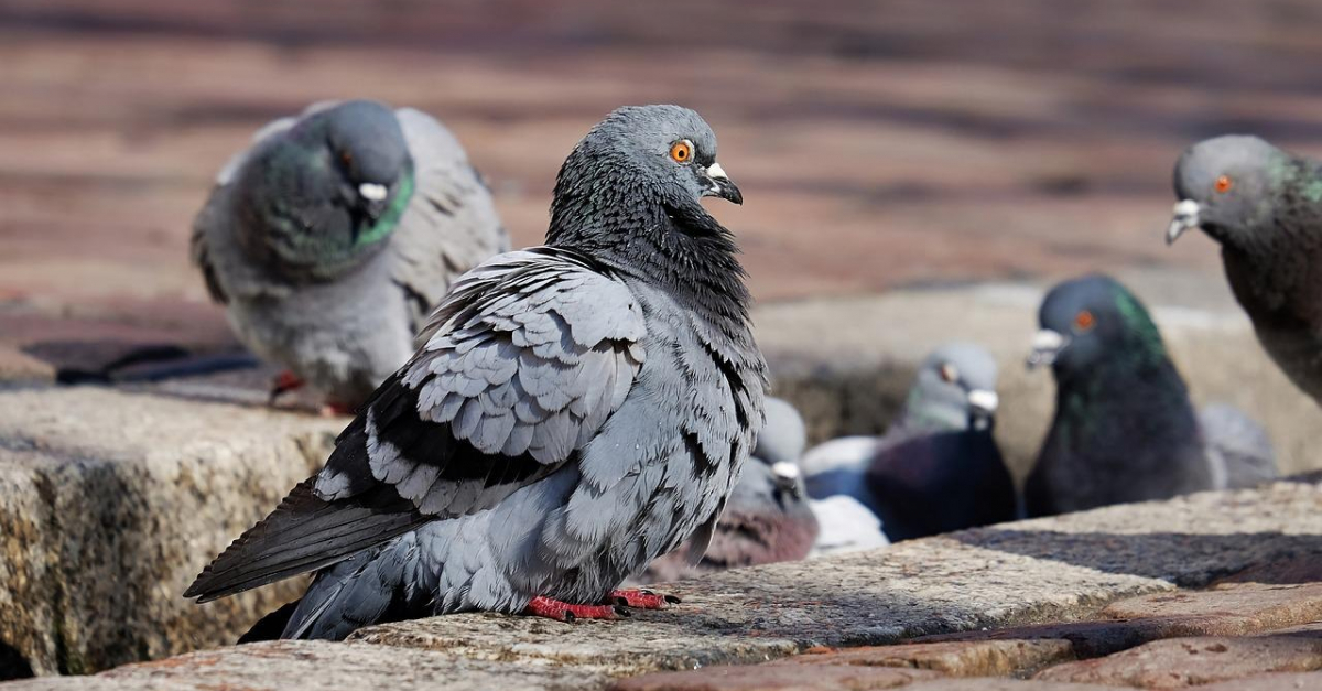 Attention à l'arnaque à la fiente de pigeon qui fait des ravages chez ...