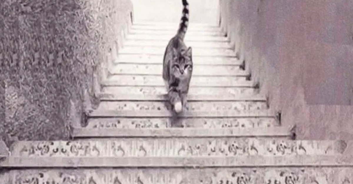 Test de personnalité : voyez-vous un chat qui monte ou qui descend